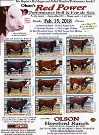 Olson Hereford Ranch & OHR Red Angus