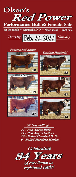 Olson Hereford Ranch & OHR Red Angus