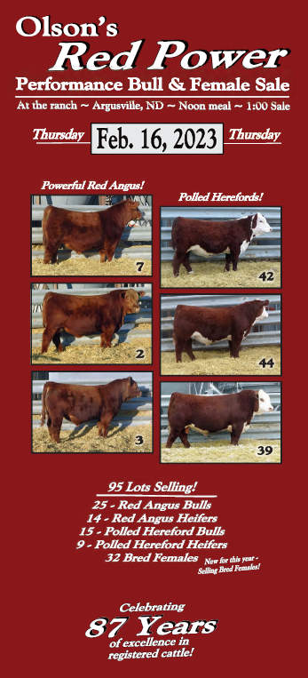 Olson Hereford Ranch & OHR Red Angus